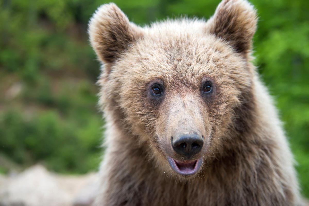 Beskid Niski – niedźwiedzie. Kiedy? Gdzie? Jak unikać?