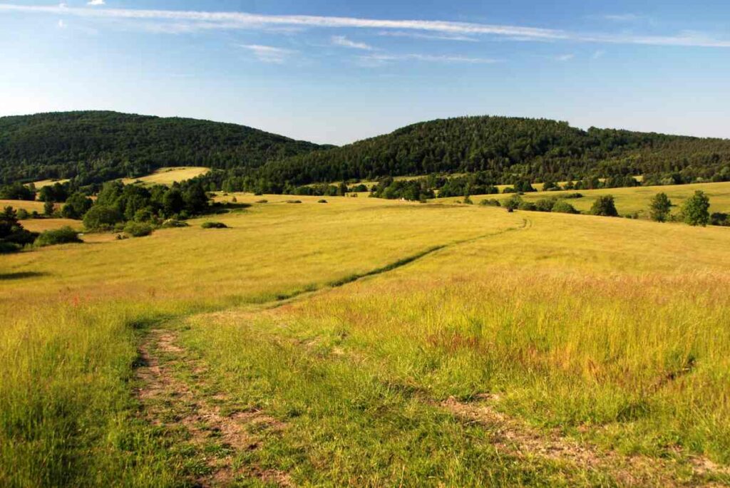 Beski Niski – najwyższy szczyt (Lackowa) - Beskid Niski